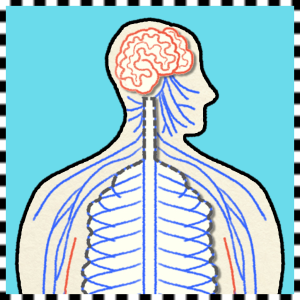 Practice: The Nervous System - Free Games and Assessments - Legends of ...