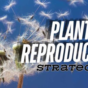 Free Educational Games: Plant Reproduction Strategies - Free Games ...
