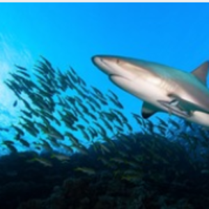 Free Lesson: Living Organisms and Non-Living Objects K.6 - Assessments ...