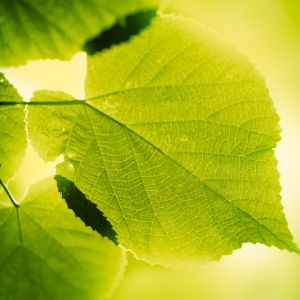 Free Homework Prep: Photosynthesis MS-LS1.C-1 - Assessments - Legends ...