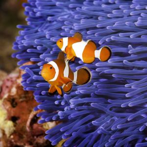 For Class: Competitive, Predatory, and Mutually Beneficial Interactions ...