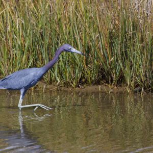 Student Lesson: External Characteristics of Animals 1.10A - Assessments ...