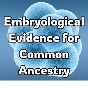 Free Lesson: Embryological Evidence for Common Ancestry MS-LS4.A-3 ...