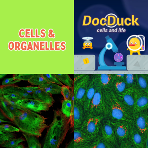 For Class: Cells and Life MS-LS1.A-1 - Free Games and Videos - Legends ...