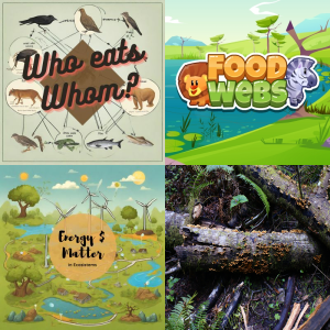 Student Lesson: Sept. 16th- Intro to Food Chains and Food Webs - Free ...