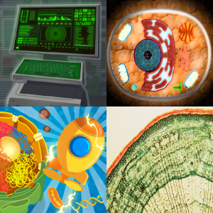 Worksheet: Cell Mechanic: Cells and Structures of Organisms 7.L.3A ...