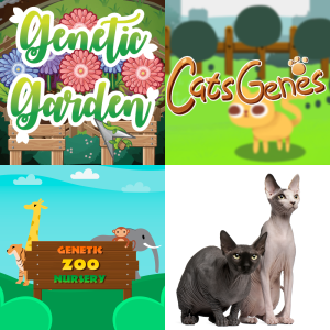 Worksheet: Predicting Genotype and Phenotype Combinations SC.7.L.16.2 ...