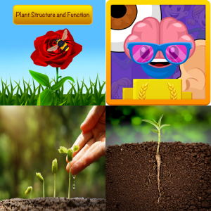 Free Educational Games: Plant Structures and their Function SC.3.L.14.1 ...