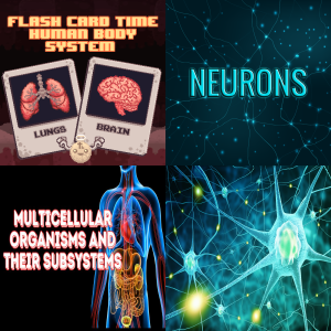 Free Educational Games: Multicellular Organisms and their Subsystems MS ...