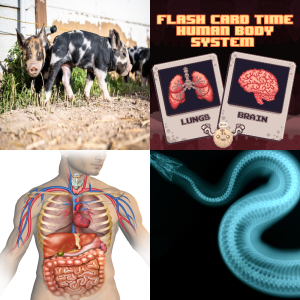 Student Lesson: Animal Structure and Function ES-LS1.A-1b - Free Games ...