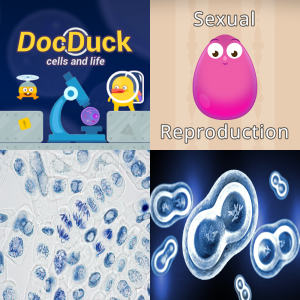 Free Educational Games: Mitosis 7.LS1.8 - Free Educational Games ...