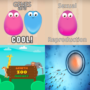 Worksheet: Sexual Reproduction and Genetic Variation MS.LS3B.a - Free ...