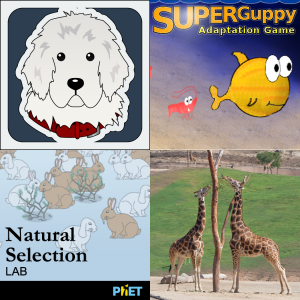 Lesson: Natural Selection and Selective Breeding 7.11C - Free Games and ...
