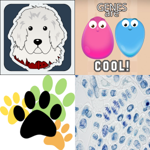 Game Based Learning: Artificial Selection via Selective Breeding MS-LS4 ...