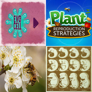 Teaching Plan: Embryological Evidence for Common Ancestry MS-LS4.A-3 ...