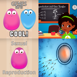 Practice: Sexual Reproduction and Genetic Variation 7.14B - Free Games ...