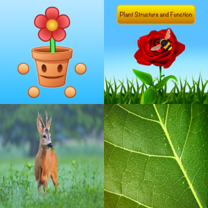 For Class: Plants Provide Basic Needs for Many Animals 2.8b - Free ...