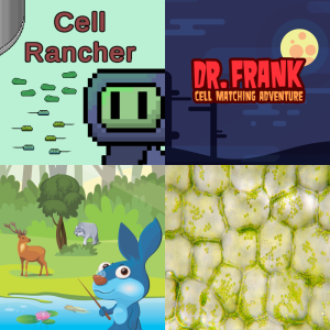 Game Based Learning: Levels of Organization: Cells to Organisms S7L2.b ...