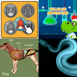 Free Lesson: Animal Structure and Function ES-LS1.A-1b - Free ...