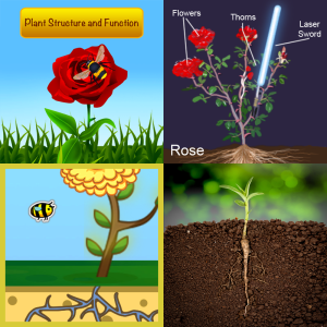 Free Lesson: Plant Structures and their Function SC.3.L.14.1 - Free ...