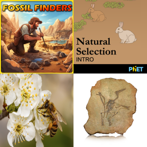 Game Based Learning: Fossil Evidence and Evolution SC.7.L.15.1 - Free ...