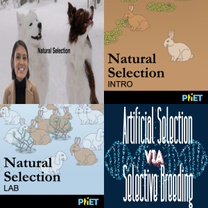 Lesson: Natural Selection - Free Games, Simulations, Assessments, and ...