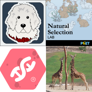 Free Lesson: Natural Selection and Selective Breeding 7.11C - Free ...