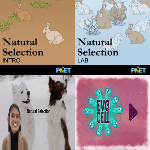 For Class: Embryological Evidence for Common Ancestry MS-LS4.A-3 - Free ...