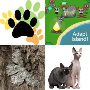 Lesson: Artificial Selection via Selective Breeding MS-LS4.B-2 - Free ...