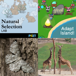 Teaching Plan: Natural Selection MS-LS4.B-1 - Free Games and ...