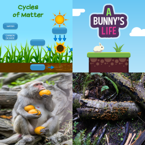 Free Homework Prep: Cycles of Matter and Energy Transfer in Ecosystems ...