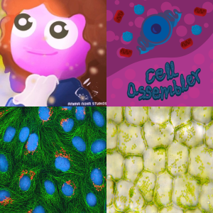 Game Based Learning: Levels of Organization: Cells to Organisms 7.12C ...