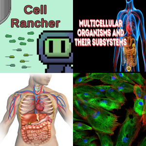 Free Homework Prep: Cells and Life MS-LS1.A-1 - Free Games and Videos ...