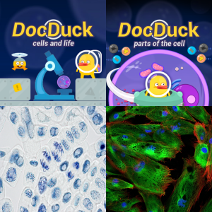 Teaching Plan: Cell Theory SC.6.L.14.2 Assignment - Free Games and ...