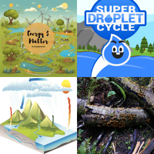 Practice: Cycles of Matter and Energy Transfer in Ecosystems ES-LS2.B-1 ...