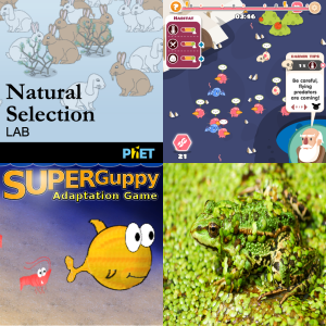 Worksheet: Mutation, Adaptation, Natural Selection, and Extinction LS ...
