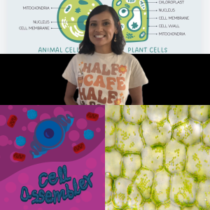 Game Based Learning: Parts of the Cell - Plants vs. Animals MS-LS1.A-2b ...