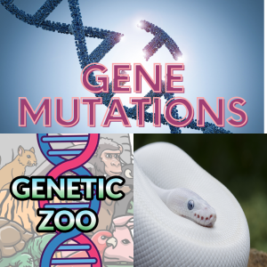 Free Lesson: Gene Mutations - Free Games, Assessments, and Videos ...