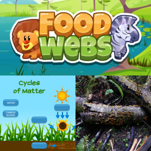 Student Lesson: Cycles of Matter and Energy Transfer in Ecosystems 5 ...