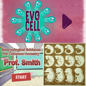 Practice: Embryological Evidence for Common Ancestry - Free Games and ...