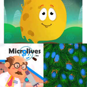 Free Lesson: Cell Comparison Across Kingdoms 7.LS1.3 - Free Educational ...