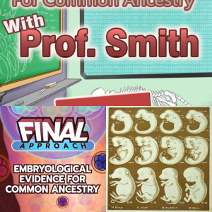Free Lesson: Embryological Evidence for Common Ancestry MS-LS4.A-3 ...