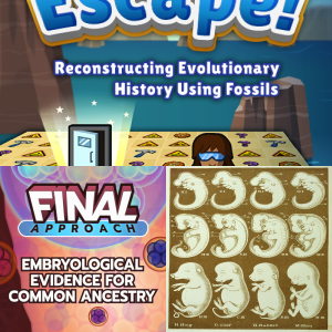 For Class: Embryological Evidence for Common Ancestry 8.LS4.3-1 - Free ...