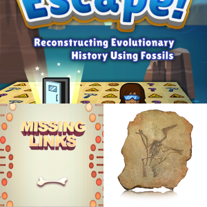 Lesson: Reconstructing Evolutionary History Using Fossils MS-LS4.A-2 ...