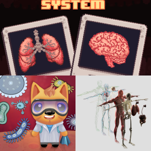 Lesson: Functions and Interactions of Humans' Body Systems SC.6.L.14.5 ...