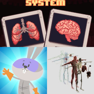 Student Lesson: Functions and Interactions of Humans' Body Systems SC.6 ...