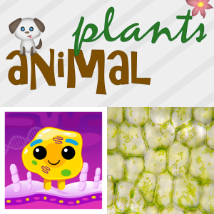 Free Lesson: Plant and Animal Cells LS.2c - Free Educational Games ...