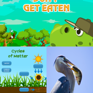 Game Based Learning: Flow of Energy in the Food Chain SC.4.L.17.3 ...