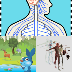 Free Educational Games: Human Body Systems 7.12B - Free Educational ...