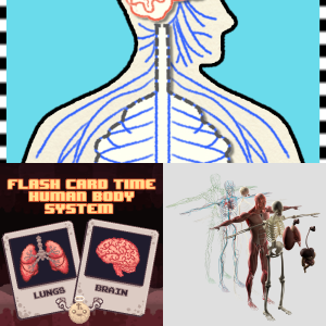 For Class: Human Body Systems 7.12B - Free Educational Games - Legends ...